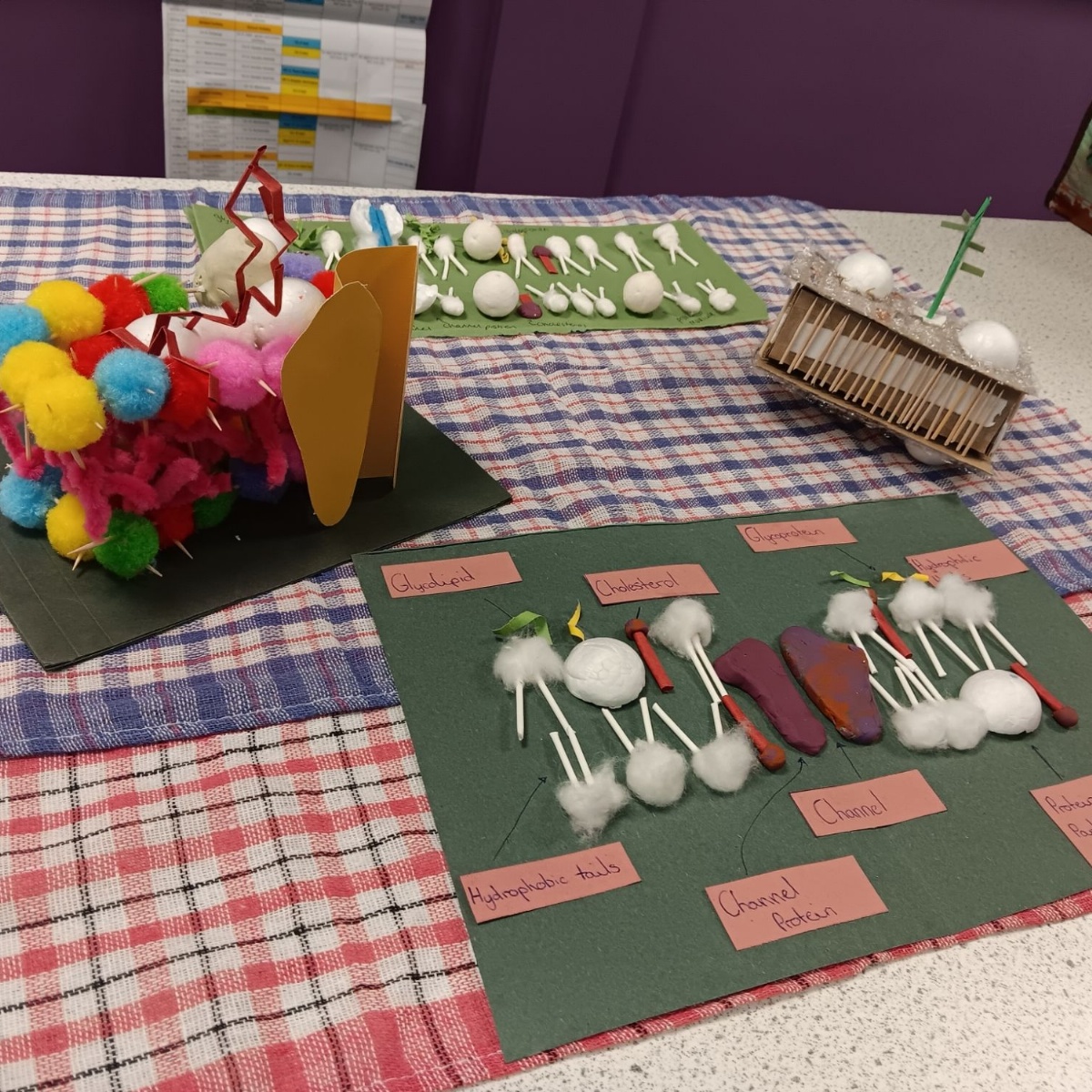 Churchill Academy & Sixth Form - Year 12 Biologists Bring Cell Science ...
